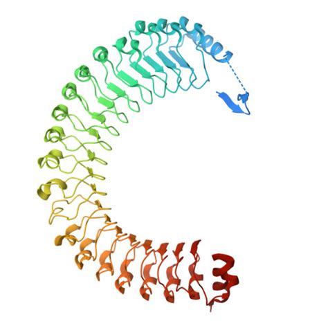 Rcsb Pdb 7upi Cryo Em Structure Of Shoc2 Pp1c Mras Holophosphatase Complex