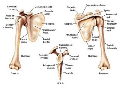 Solved Supraspinous Fossa Acromion Process Coracoid Process