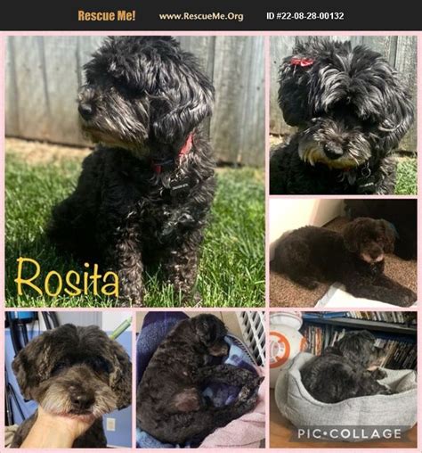 Adopt 22082800132 ~ Maltese Rescue ~ Downey Ca