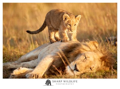 Big Cats And Big Tuskers Join A Safari In The Masai Mara And Amboseli