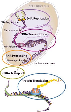 Lecture 15 Genes Can Be Manipulated By Molecular Tools By OpenStax