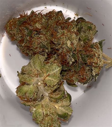 Strain Review Triangle Kush By White Rabbit Farm The Highest Critic