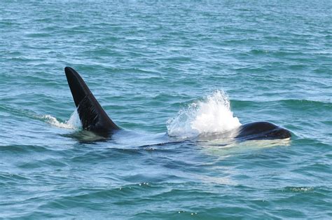 Why Do Orcas Eat Livers 15 Science Facts That Sound Like Nonsense