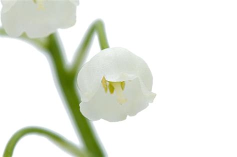 은방울꽃 위도 Convallaria Majalis 흰색 배경에 고립의 흰 꽃 프리미엄 사진