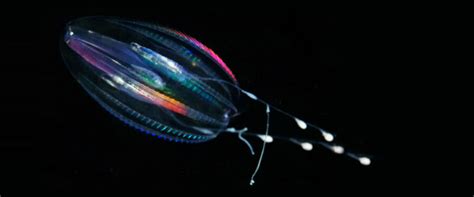 The Fascinating Comb Jelly Critter Science