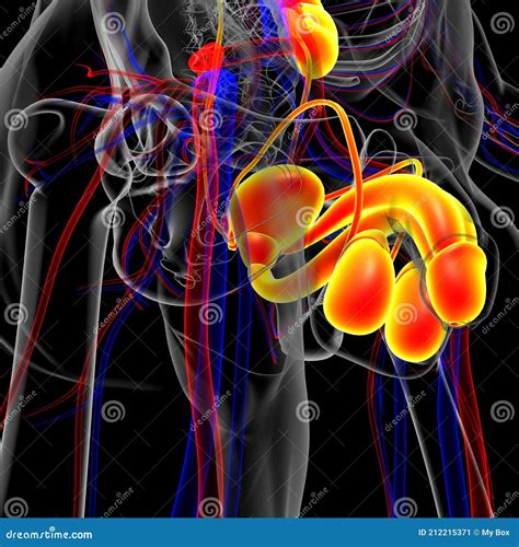 Male Reproductive System Anatomy For Medical Concept 3D Stock