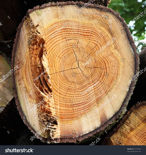 Cross Section Of Tree Trunk Showing Growth Rings Stock Photo Shutterstock