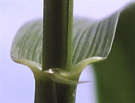 Quackgrass Weedalert