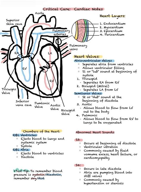 Cardiac Nursing Notes Etsy Canada Nurse Study Notes Nursing Notes