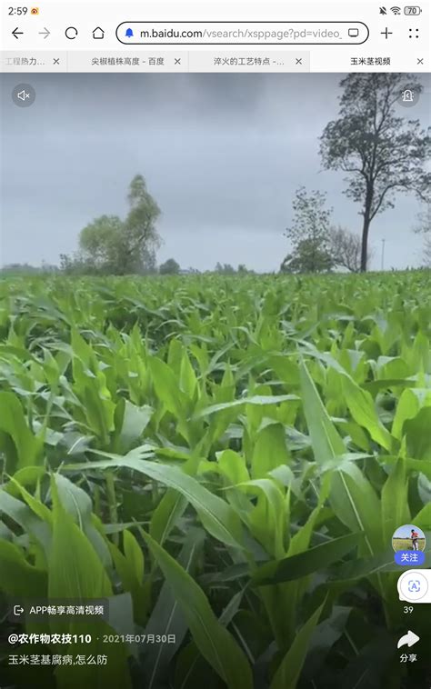 Corn Instance Segmentation Dataset V2 2024 05 09 10 03am By Aurora