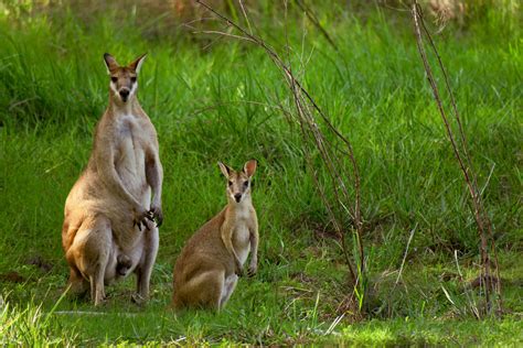 Agile Wallabies – ALEPHROCCO