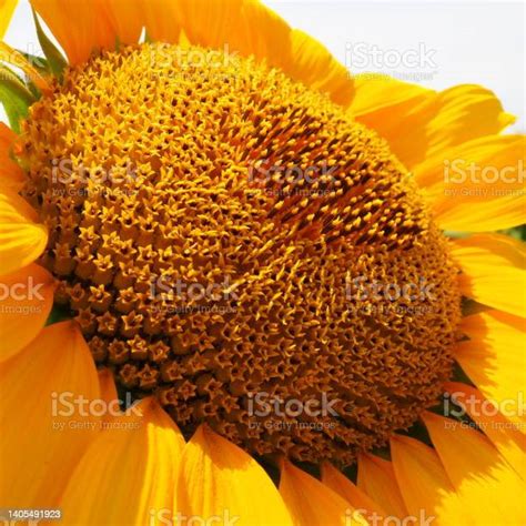 Helianthus 해바라기는 국화과 가족의 식물 속입니다 연간 해바라기와 관형 해바라기 농업 분야 노란 꽃잎으로 피는 새싹