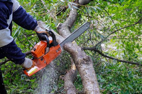 Can You Legally Cut Branches From Your Neighbor S Tree Southern Star Tree Service