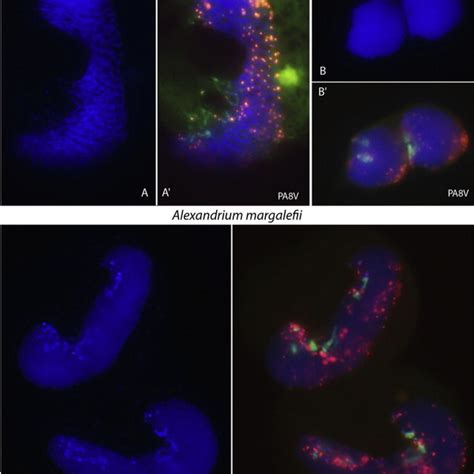 Dna Dapi Staining Blue And In Situ Hybridization Of The Download