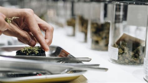 La Relation Des Québécoises Envers Le Produit Cannabis Les