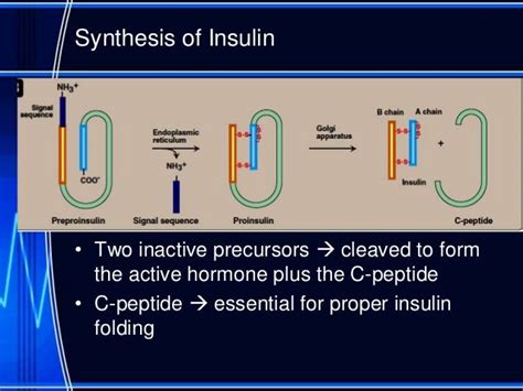 Metabolic Effects Of Insulin