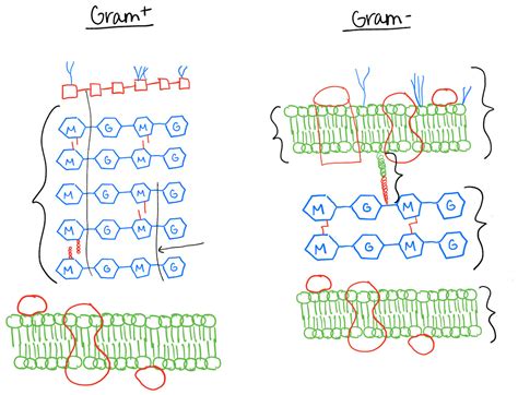 Micro Exam Diagram Quizlet