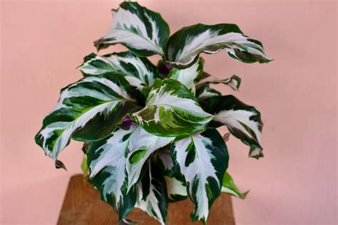 Calathea Stella Solabee Flowers And Botanicals