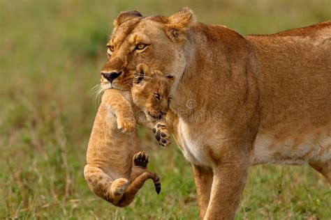 Baby Lions