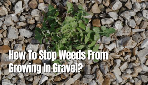 How To Stop Weeds From Growing In Gravel 6 Tips The Backyard Pros