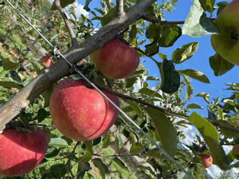 『甘い夢』りんご新品種 家庭用（7~11玉） 8月お届け！甘くて硬いりんご🍎：長野県産の甘い夢｜食べチョク｜産地直送産直お取り寄せ通販