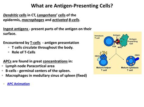 Ppt Immunity Powerpoint Presentation Free Download Id5642671