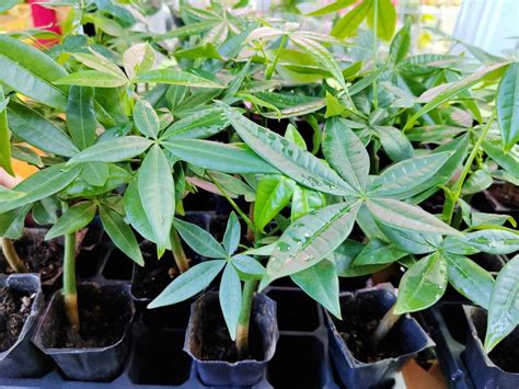 How To Propagate A Money Tree In 4 Simple Steps