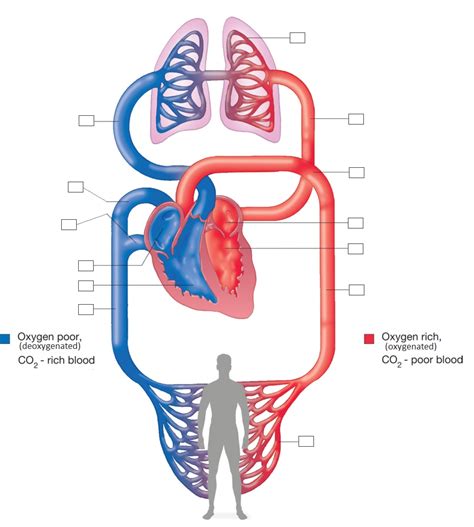 Cardiovascular System Diagram Labeled