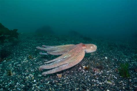 Incredible Octopus Sex Party Photographed By Diver Off West Country Coast Bristol Live