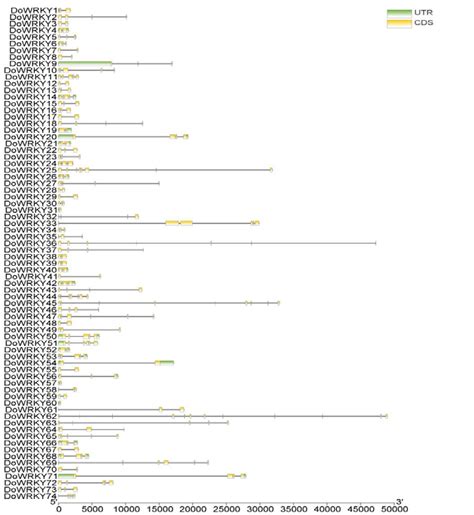 Gene Structure Analysis Of Dendrobium Wrky Transcription Factor 26