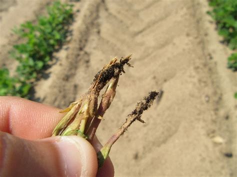 Crown Rot Creeps In Panhandle Agriculture