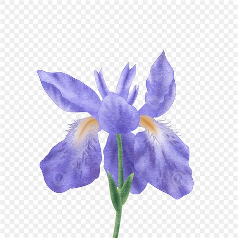 Purple Iris PNG Transparent Purple Vetiver Iris Flower In A Watercolor