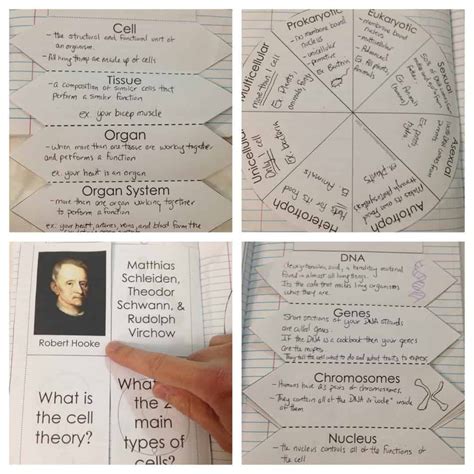 Structure Of Life Interactive Notebook Inb Pages Interactive