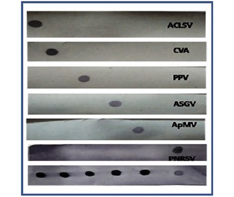 Detection Of Six Viruses Using The Biotin Labeled Non Isotopic Download Scientific Diagram
