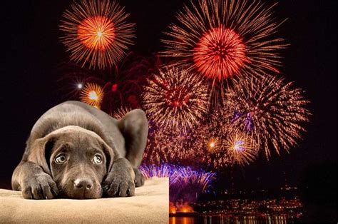 Tips Para Proteger A Los Perros De La Pirotecnia