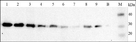 Figure 21 From Elastin Like Polypeptide Fusion Tag As A Protein Dependent Solubility Enhancer