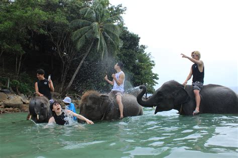 Elephant Swim At Lucky Beach Thailand Kkday