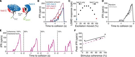 Contrast Polarity Specific Mapping Improves Efficiency Of Neuronal Computation For Collision