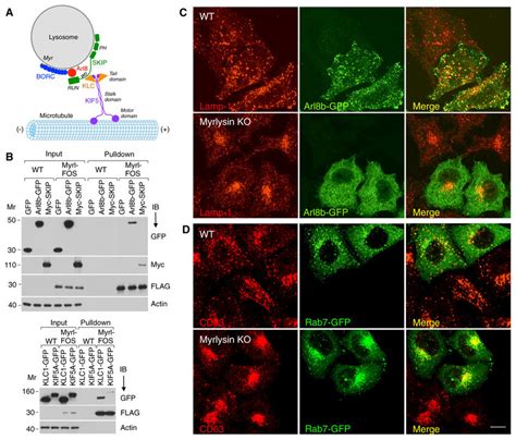 Borc Recruits Alr8b To Lysosomes A Schematic Representing The Download Scientific Diagram