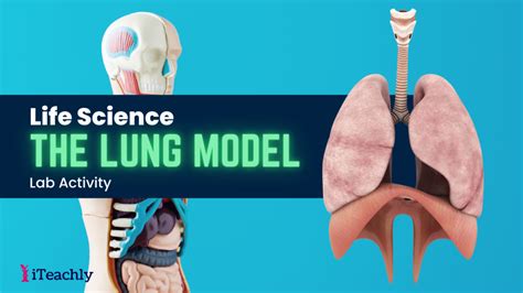 Lung Model Project ⋆