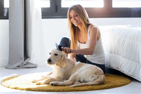 Comment garantir la beauté du pelage de votre chien