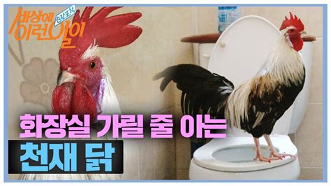화장실도 가리는 ‘천재 닭ㅣ순간포착 세상에 이런 일이 Instant Capture ㅣsbs Story Youtube