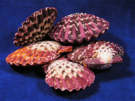 Pallium Pectin Seashells Cryptopecten Pallium