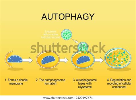 Autophagy Steps Cellular Recycling Schematic Diagram Stock Vector Royalty Free 2420197671