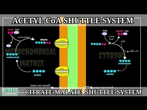 Citrate Shuttle