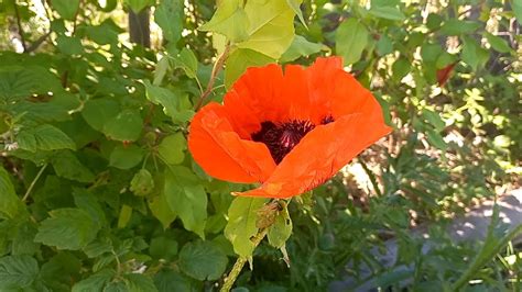 Бесподобное Пение Лесных Птиц Расслабляющие Звуки Природы Youtube