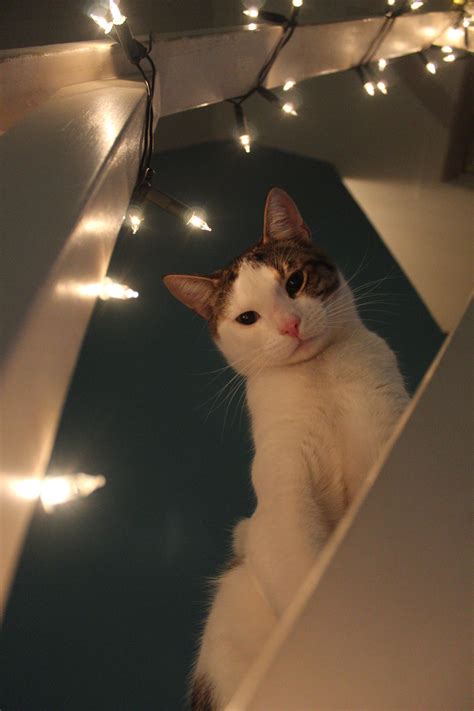 He Silently Judges You Album On Imgur