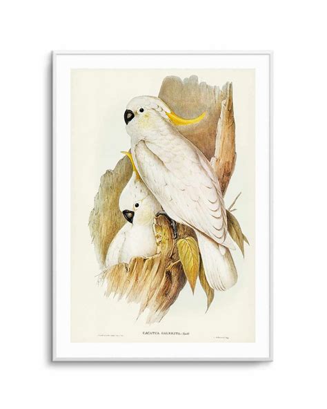 Buy Yellow Crested Cockatoo Vintage Australian Bird Illustration Art