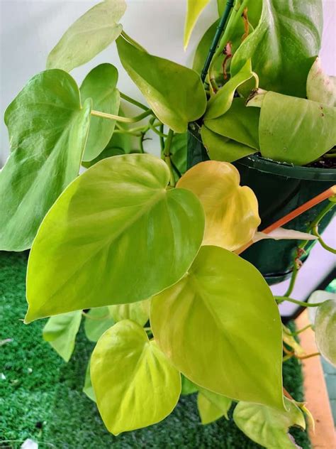 Philodendron Cordatum Gardenview Plant Nursery