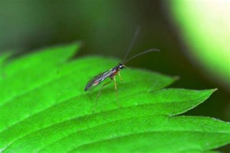 How To Get Rid Of Gnats Outside 3 Products To Try